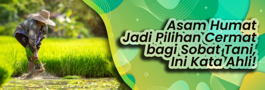 Asam Humat Pilihan Cermat bagi Sobat Tani, Ini Kata Ahli!